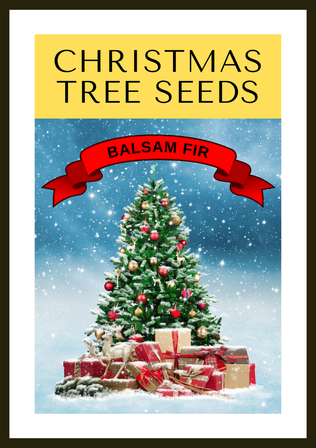 Grow Your Own CHRISTMAS TREE COLLECTION - 4 Gift Packets of Tree Seeds ...