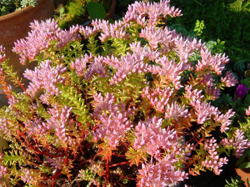 50 SEASTAR / WIDOWS Cross SEDUM Sea Star Stonecrop Sedum Pulchellum Fl ...