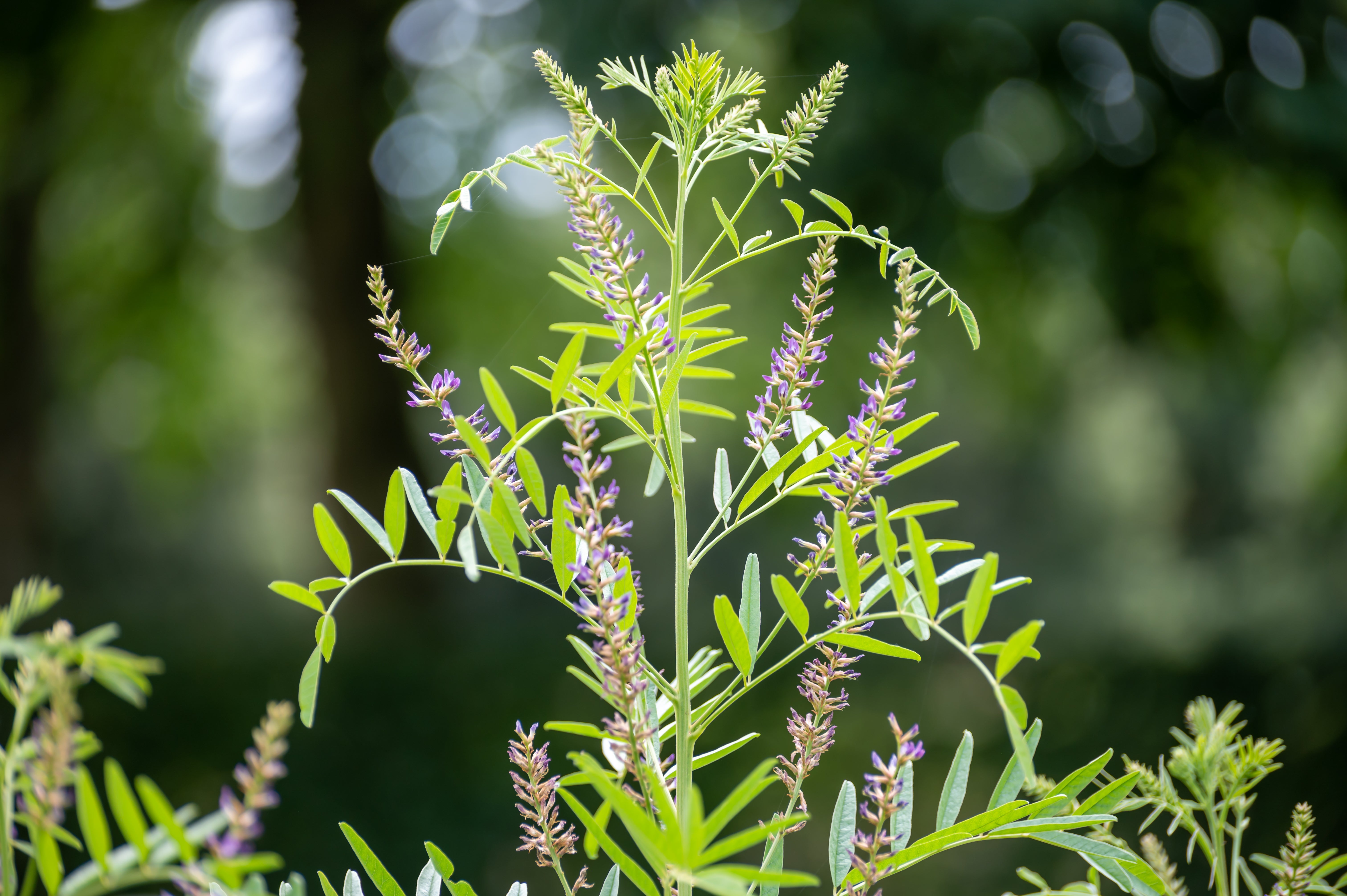 10 COMMON LICORICE Liquorice Glycyrrhiza Glabra Herb Purple Flower See ...