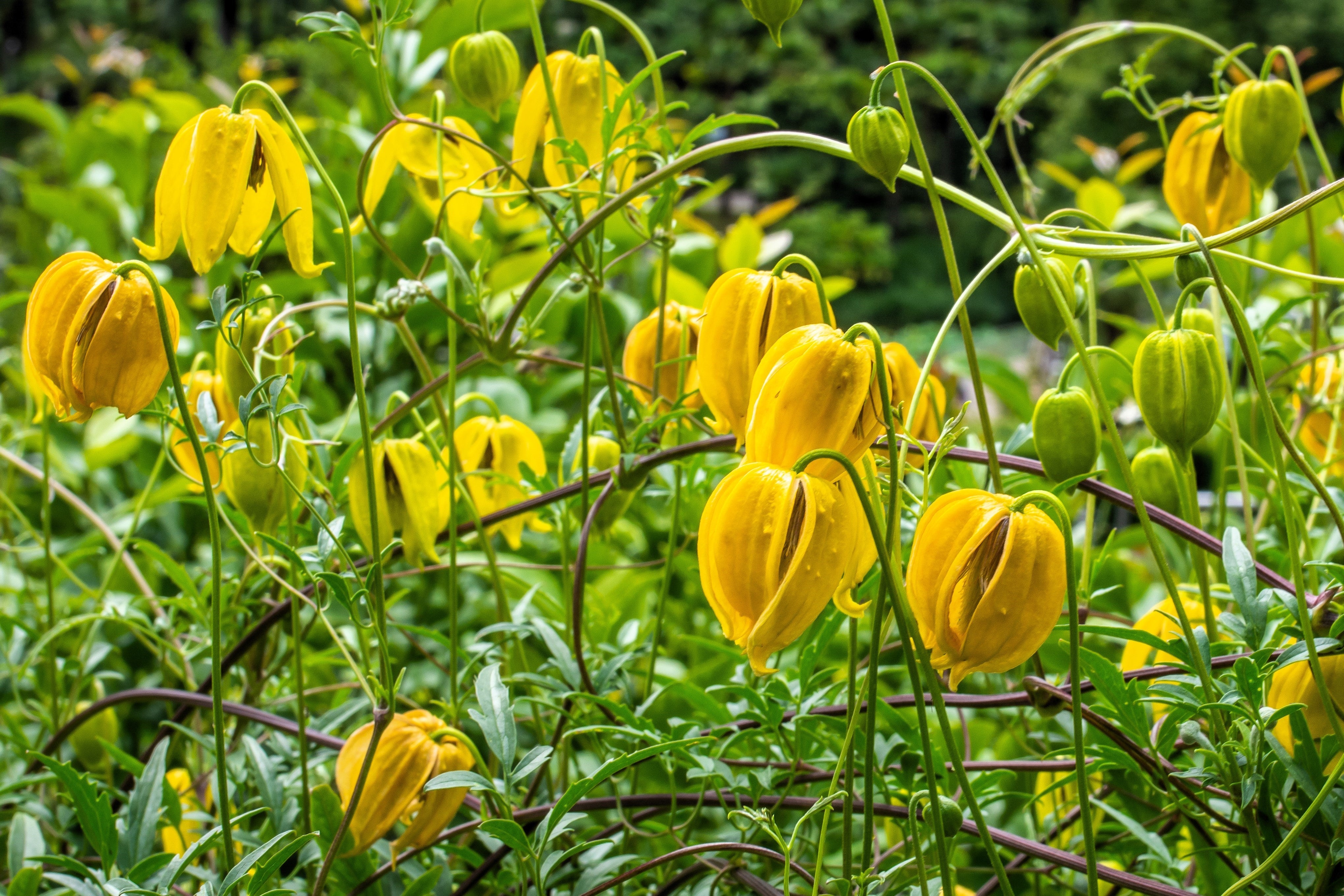 10 Yellow CLEMATIS RADAR LOVE Vine Climber Clematis Tangutica Flower S ...