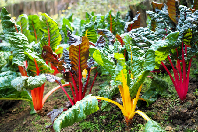 150 Mixed Colors NORTHERN LIGHTS SWISS CHARD (Perpetual Spinach) Beta ...
