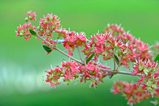 20 Common HENNA Mehandi Dye Plant Lawsonia Inermis Tattoo Flower Tree ...