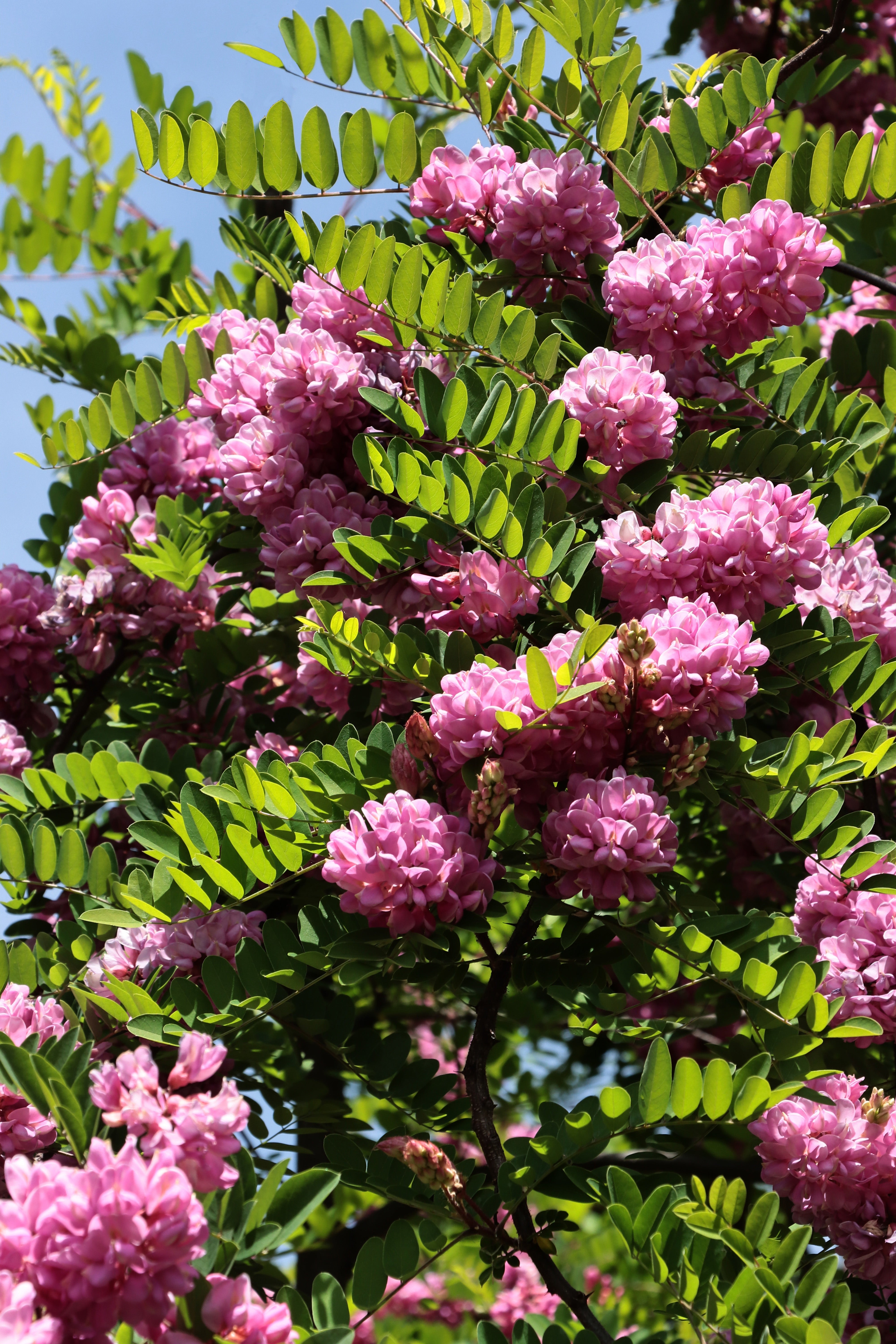 15 ROSE LOCUST / Pink ACACIA Flower Robinia Hispida Fertilis Tree Shru ...