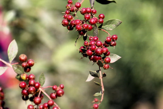 20 Common HENNA Mehandi Dye Plant Lawsonia Inermis Tattoo Flower Tree ...