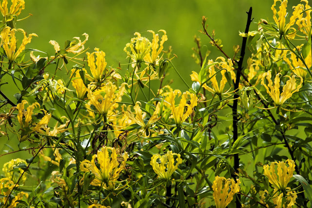 10 YELLOW GLORIOSA LILY Flame Lily Gloriosa Lutea Flower Vine Seeds ...